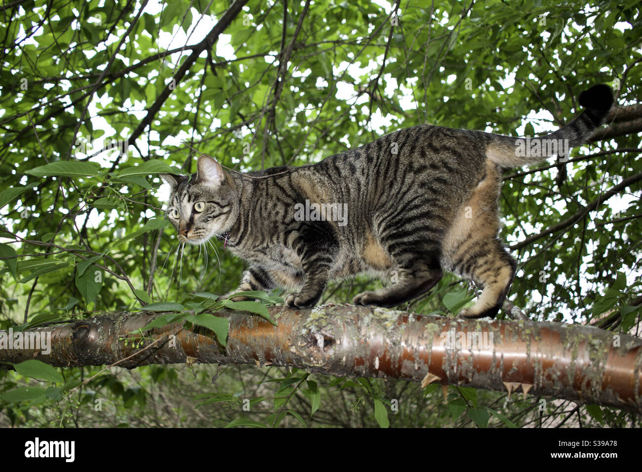Kitty in tree hi-res stock photography and images - Alamy