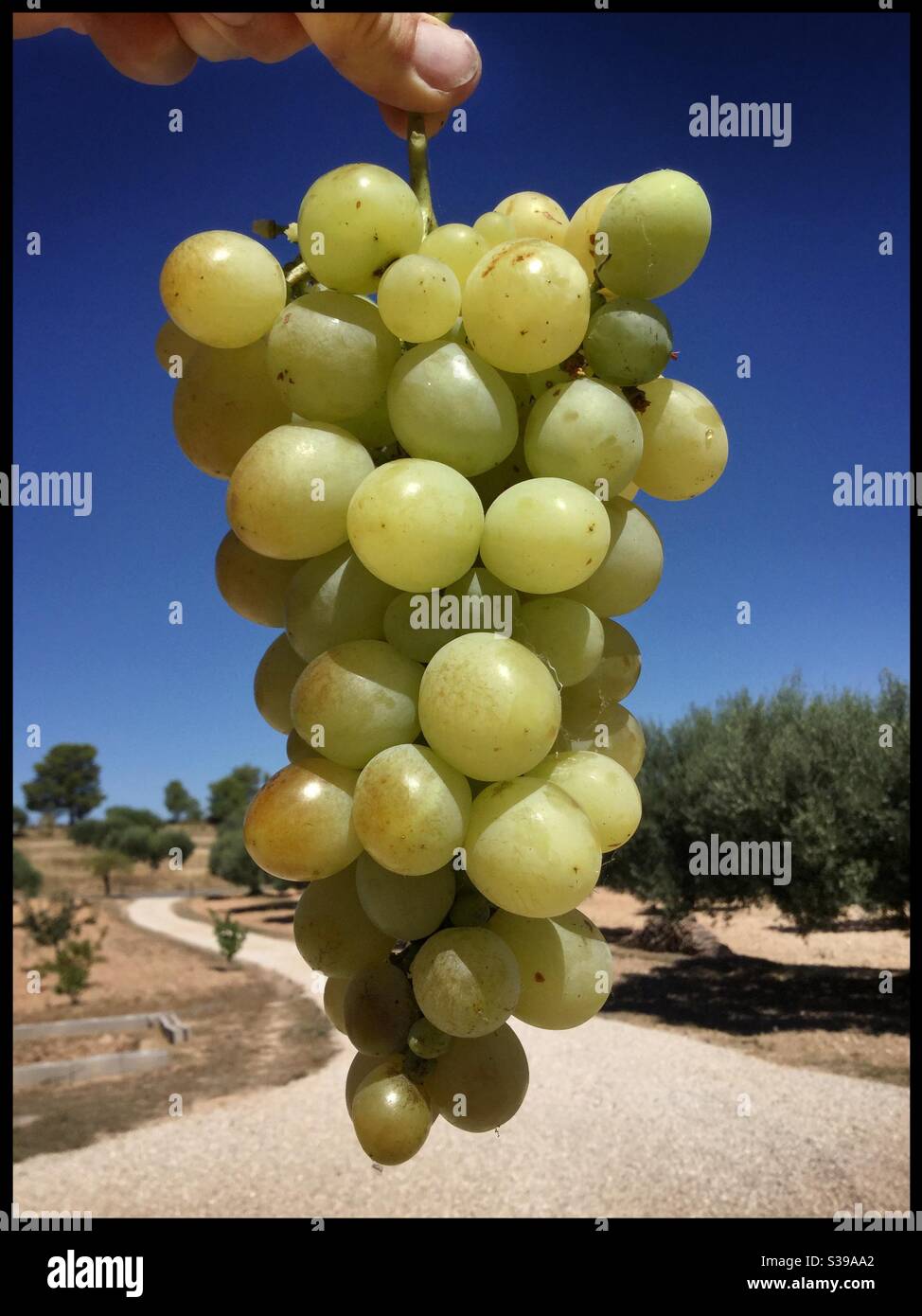 Moscatel grape hi-res stock photography and images - Alamy