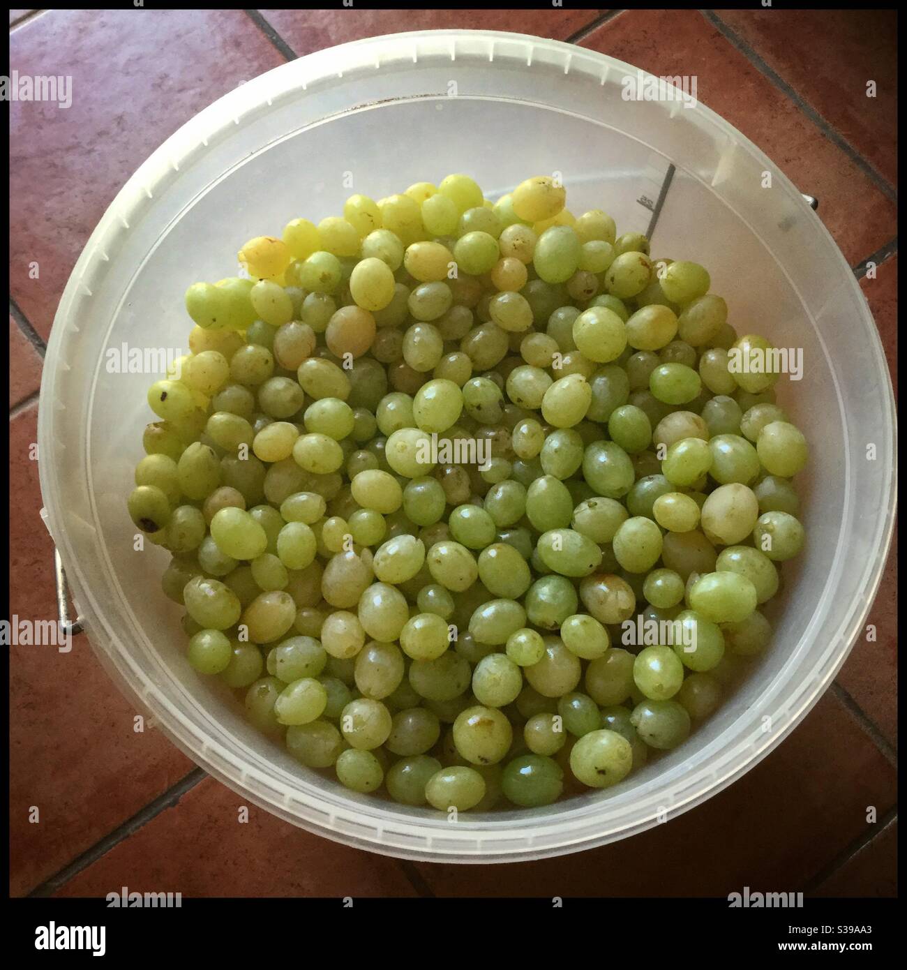 Moscatel grape hi-res stock photography and images - Alamy