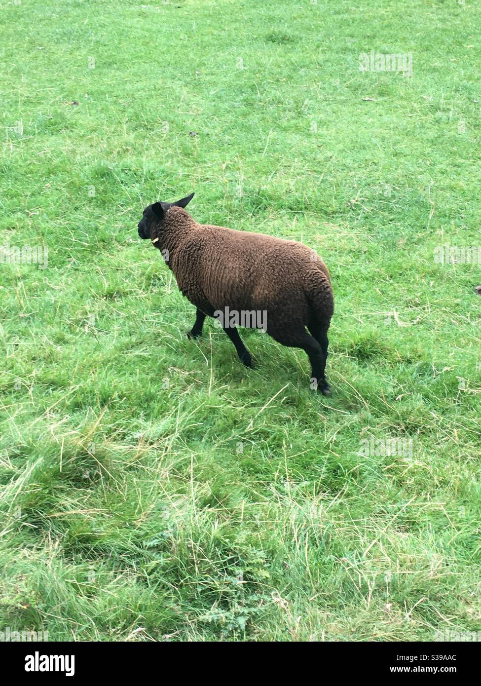 Sheep running away hi-res stock photography and images - Alamy
