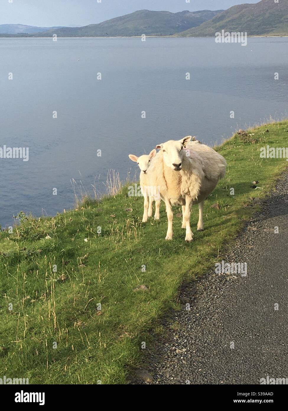 Child and sheep hi-res stock photography and images - Alamy