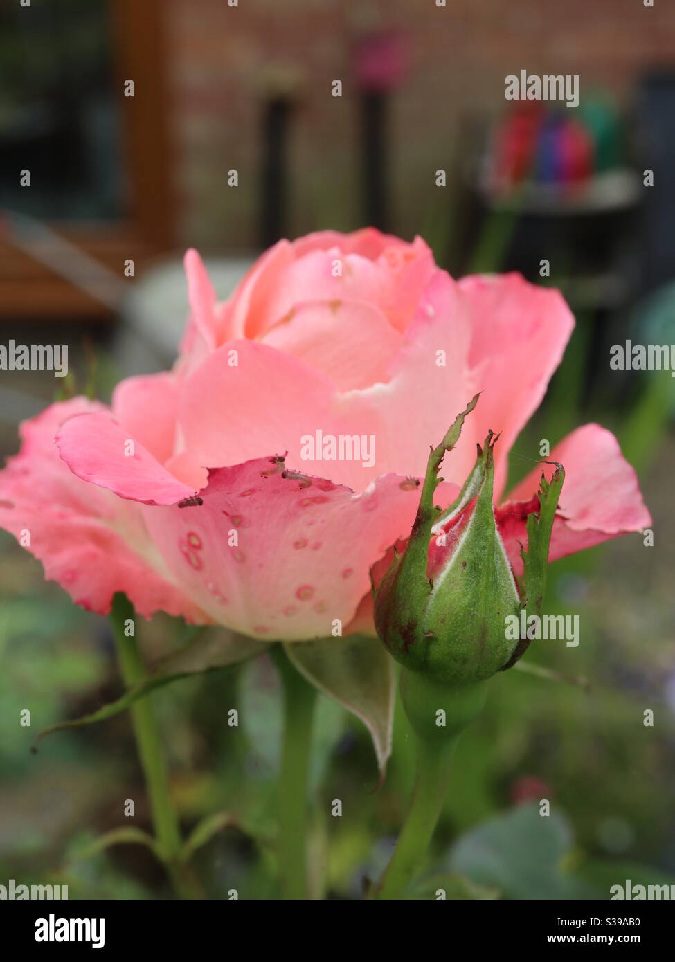 Pink Rose and bugs Stock Photo - Alamy