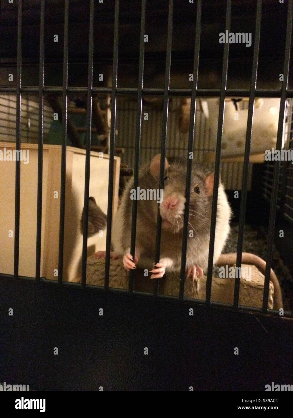 Rat cage hi-res stock photography and images - Alamy