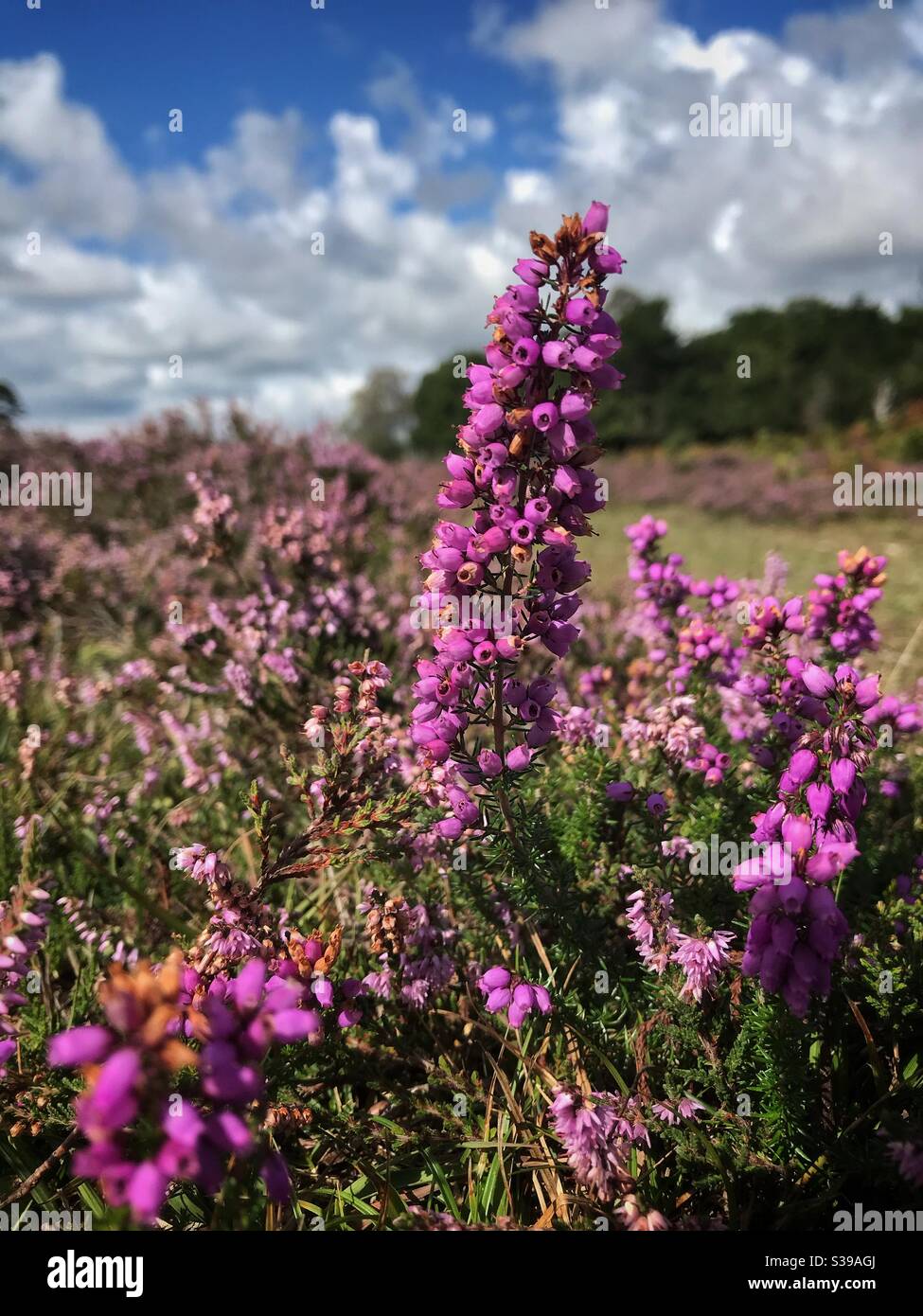 Pink heather in flower hi-res stock photography and images - Alamy