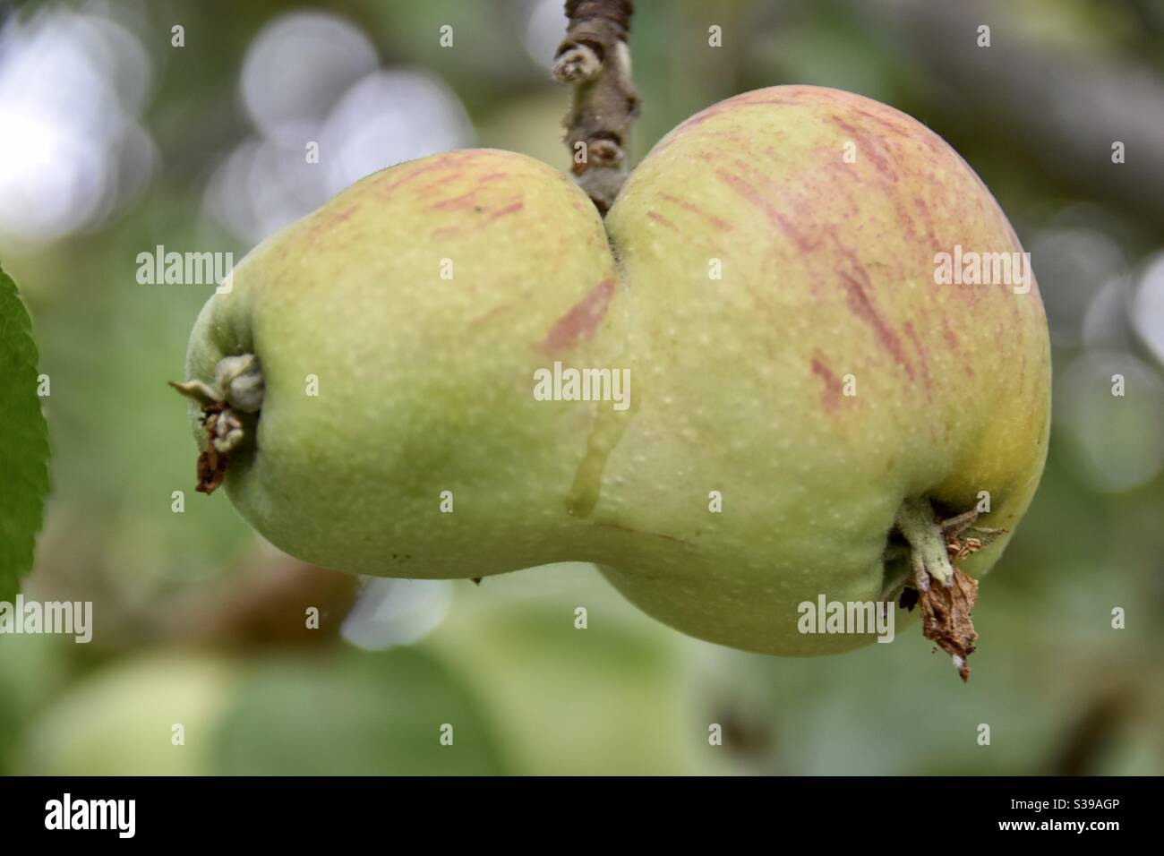 Funny apples hi-res stock photography and images - Alamy