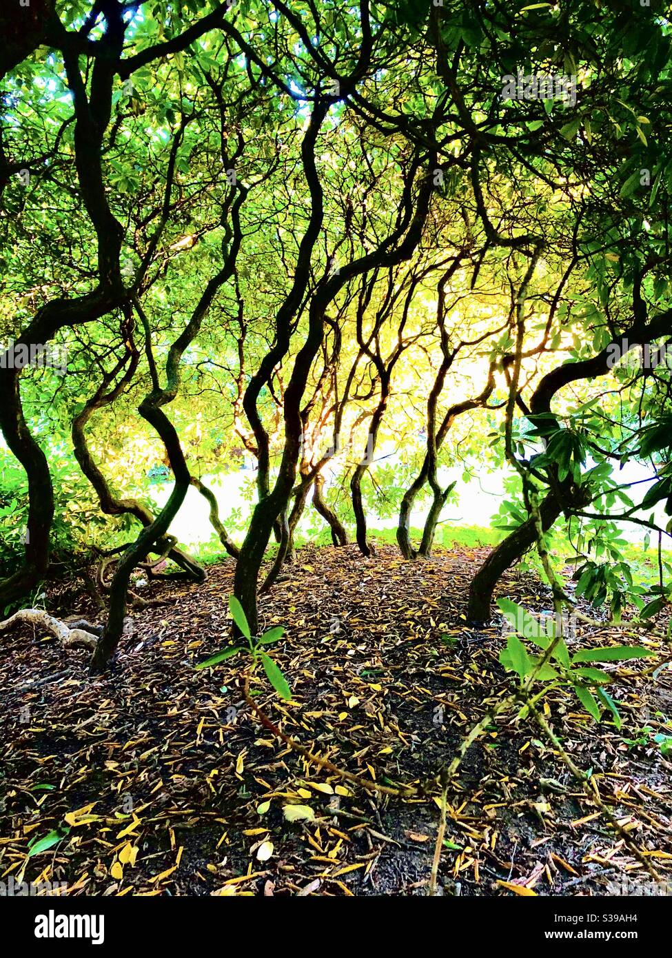 Wiggly trees hi-res stock photography and images - Alamy