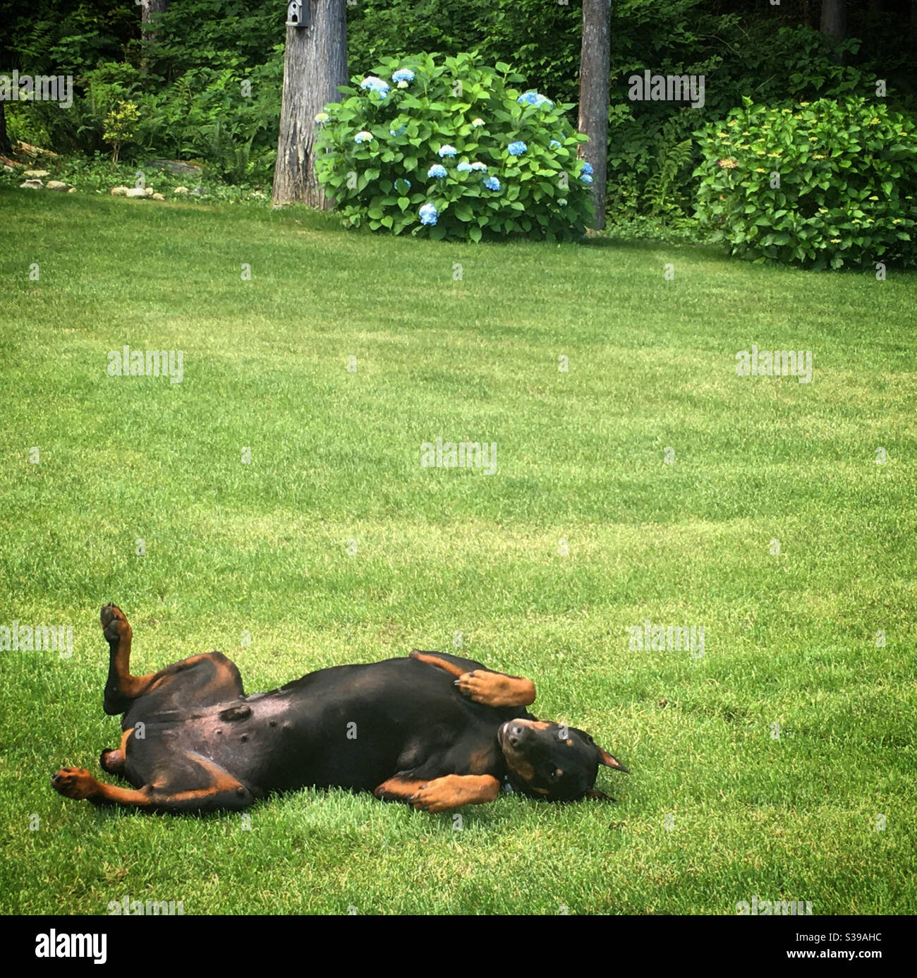 Dog days of summer hi-res stock photography and images - Alamy