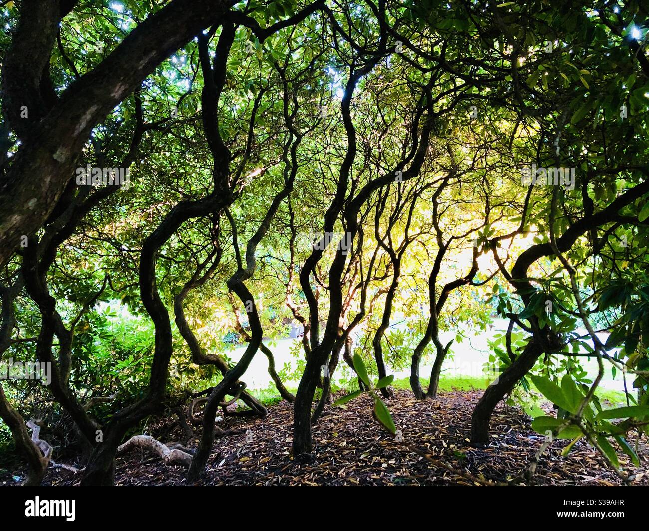 Wiggly High Resolution Stock Photography and Images - Alamy