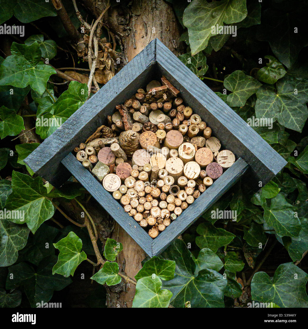 I for insects hi-res stock photography and images - Alamy