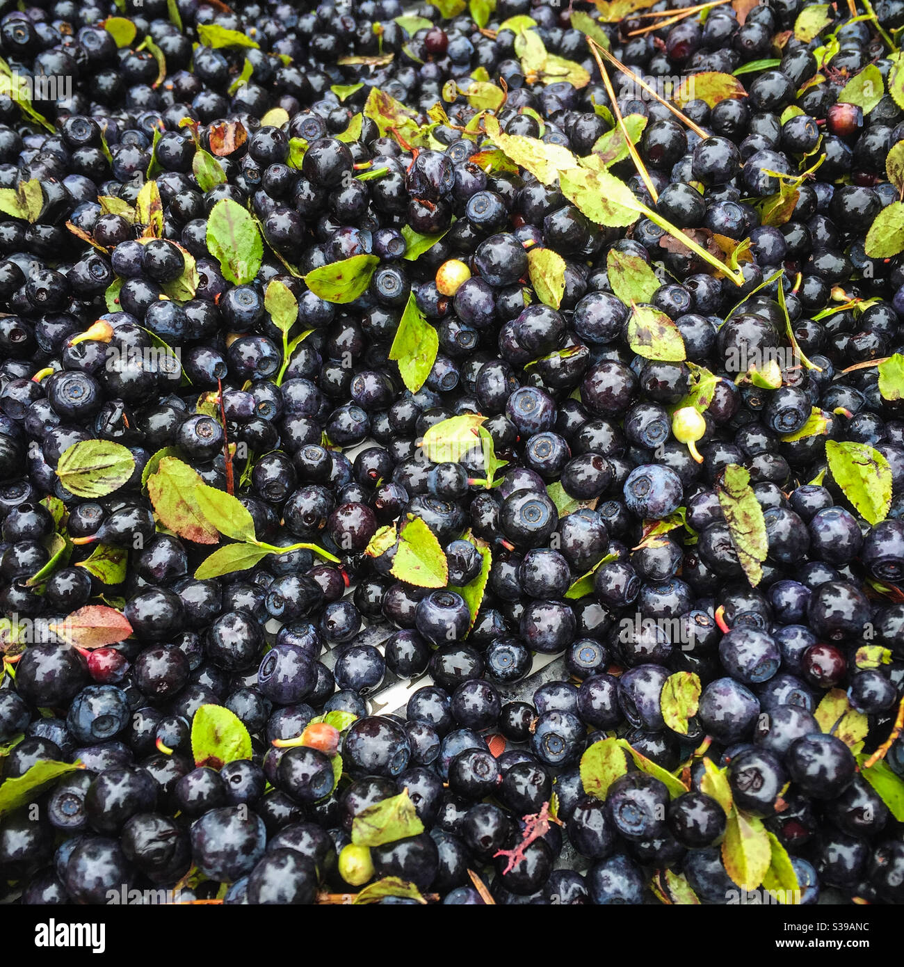 Lowbush hi-res stock photography and images - Alamy