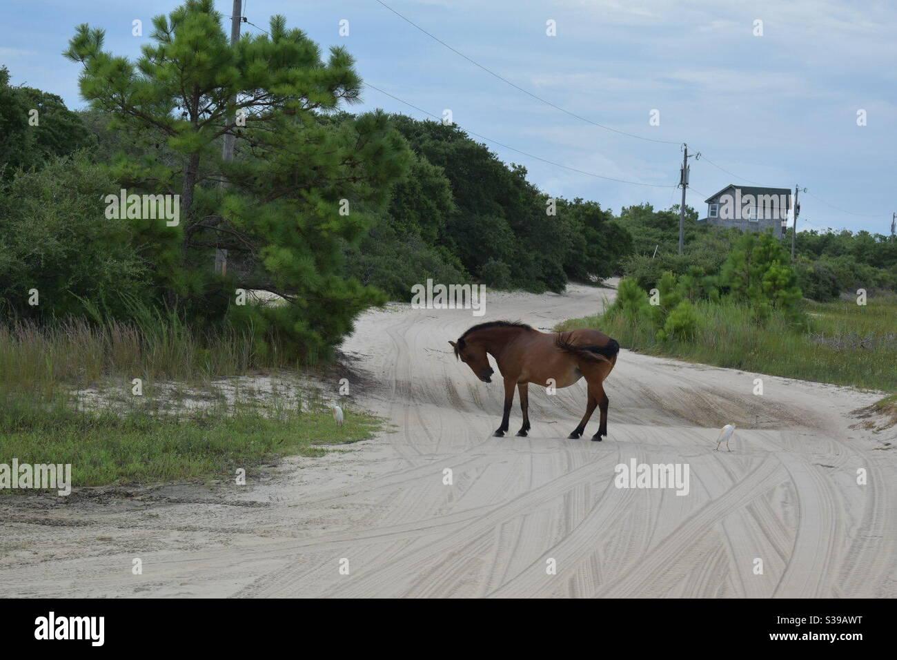 Outer banks beach north carolina horse hi-res stock photography and ...