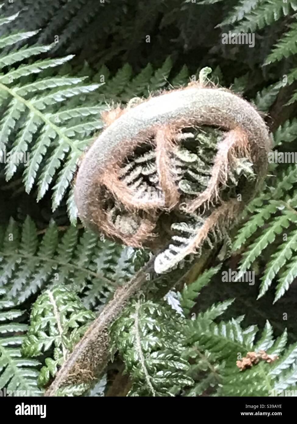 Curled Fern Leaf High Resolution Stock Photography and Images - Alamy