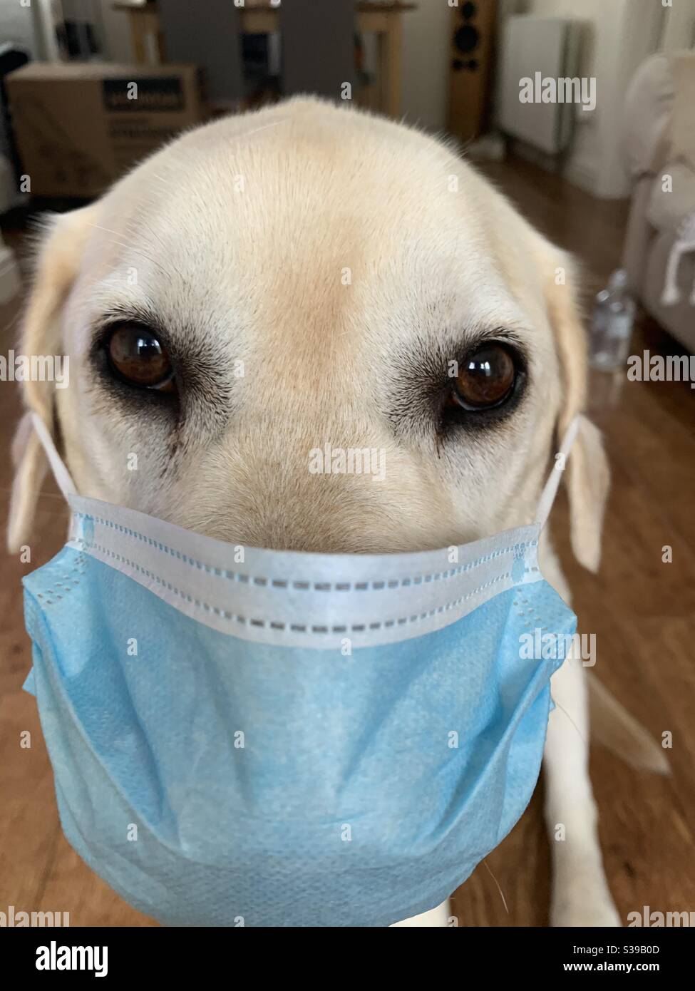 Ppe covid 19 hi-res stock photography and images - Alamy