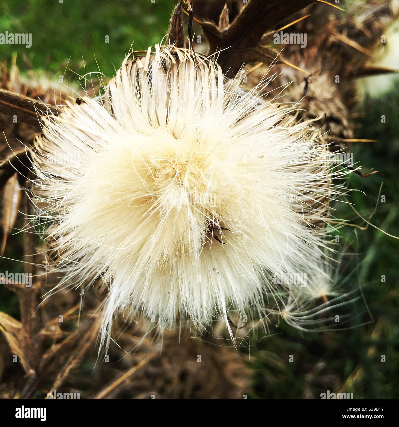 Spear thistle seed hi-res stock photography and images - Alamy