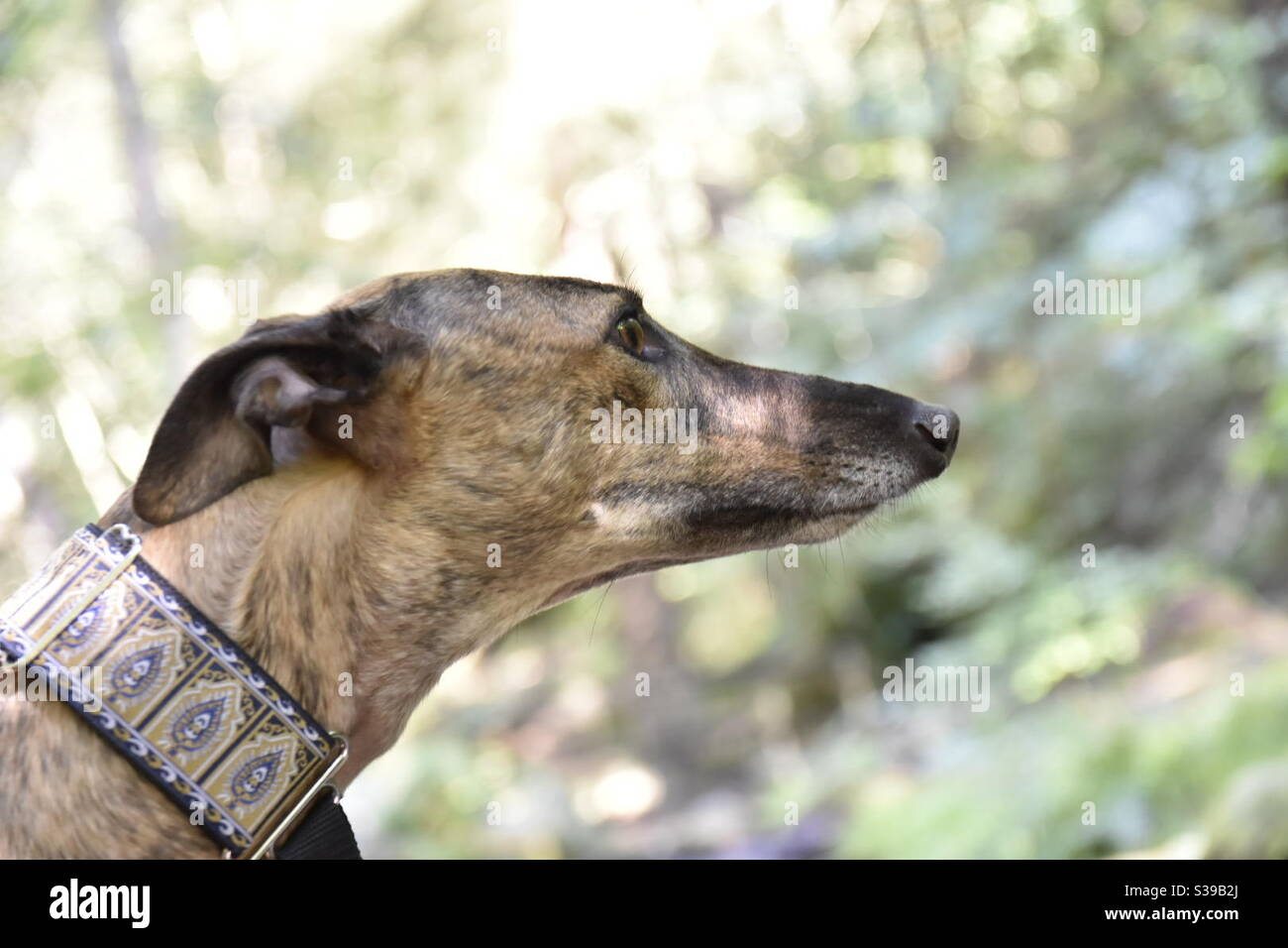 Brindle greyhound hi-res stock photography and images - Alamy