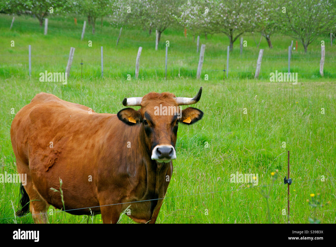 Vaca cow hi-res stock photography and images - Alamy