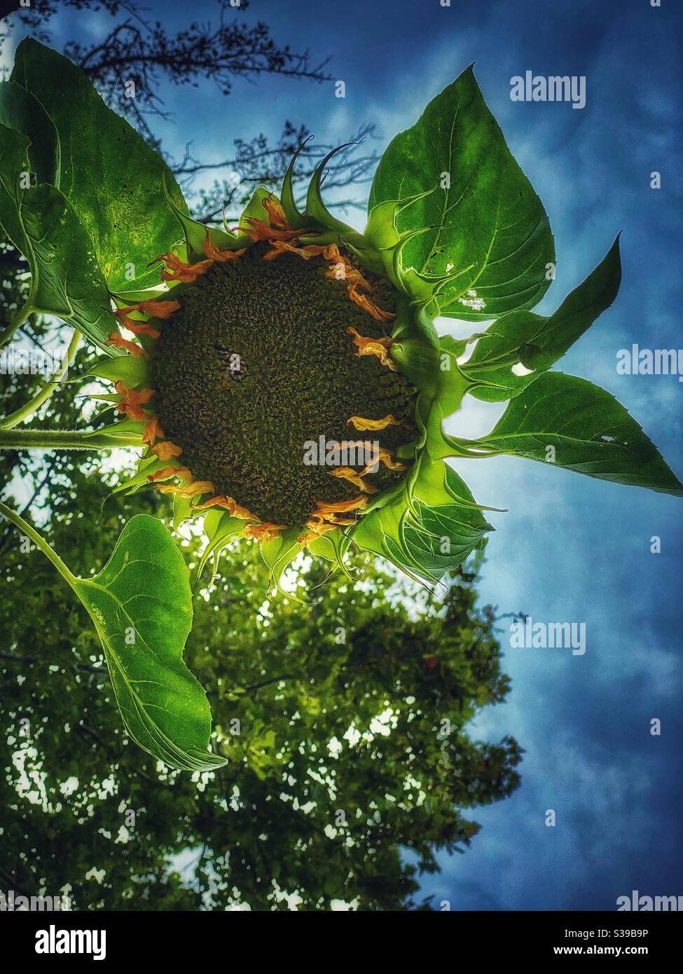 Droopy trees hi-res stock photography and images - Alamy