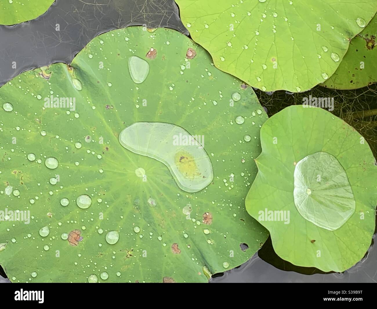 Lily with raindrops hi-res stock photography and images - Alamy