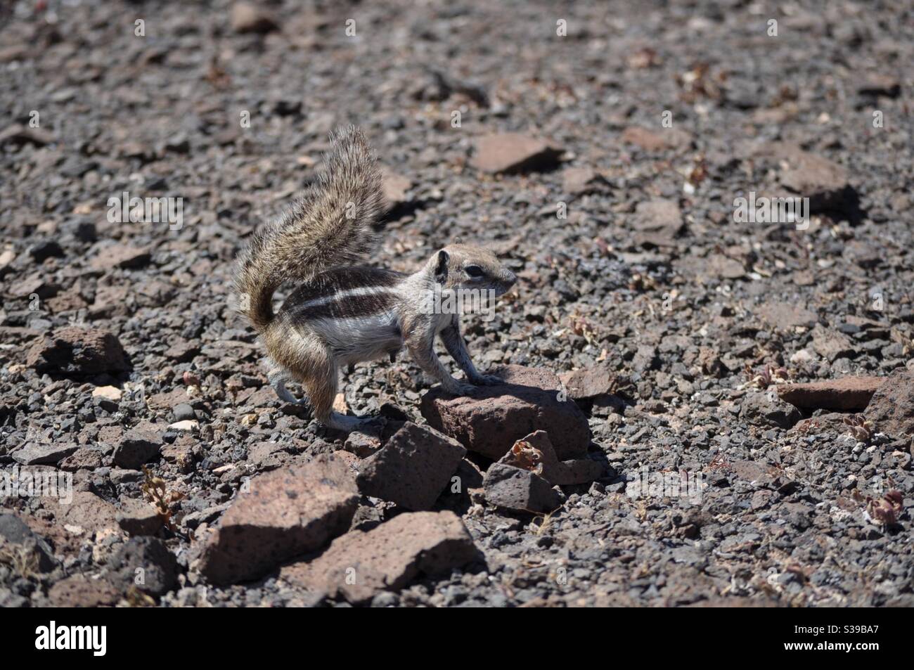 Chipmunk beautiful animal hi-res stock photography and images - Alamy