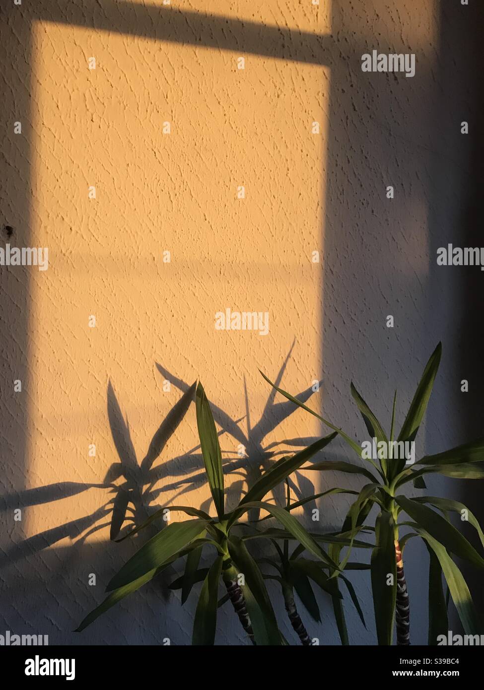 Shadow wall plant hi-res stock photography and images - Alamy