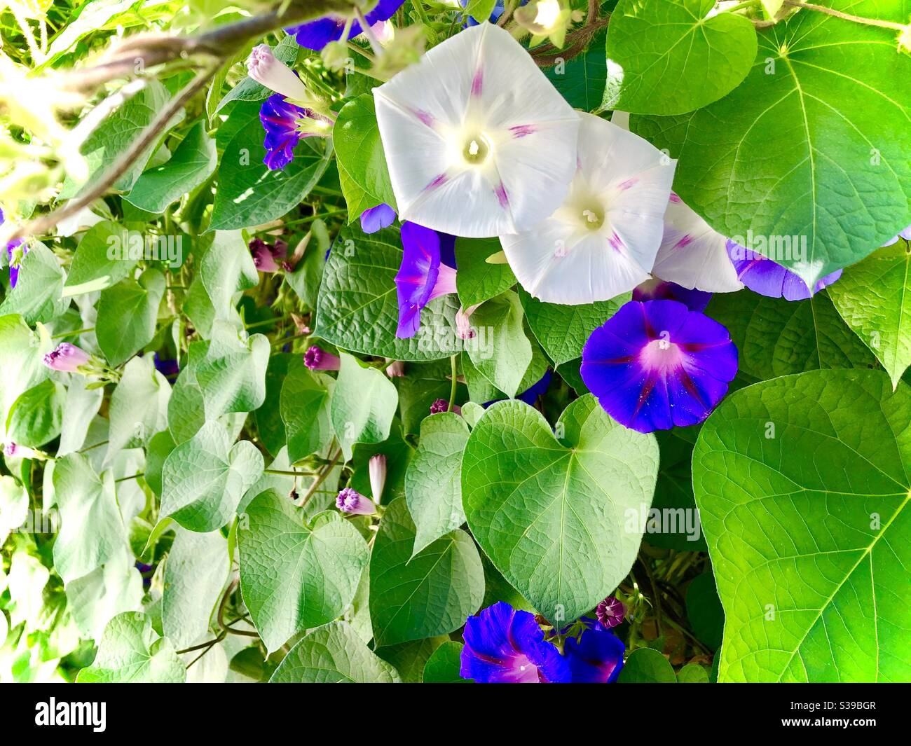Morning glories hi-res stock photography and images - Alamy
