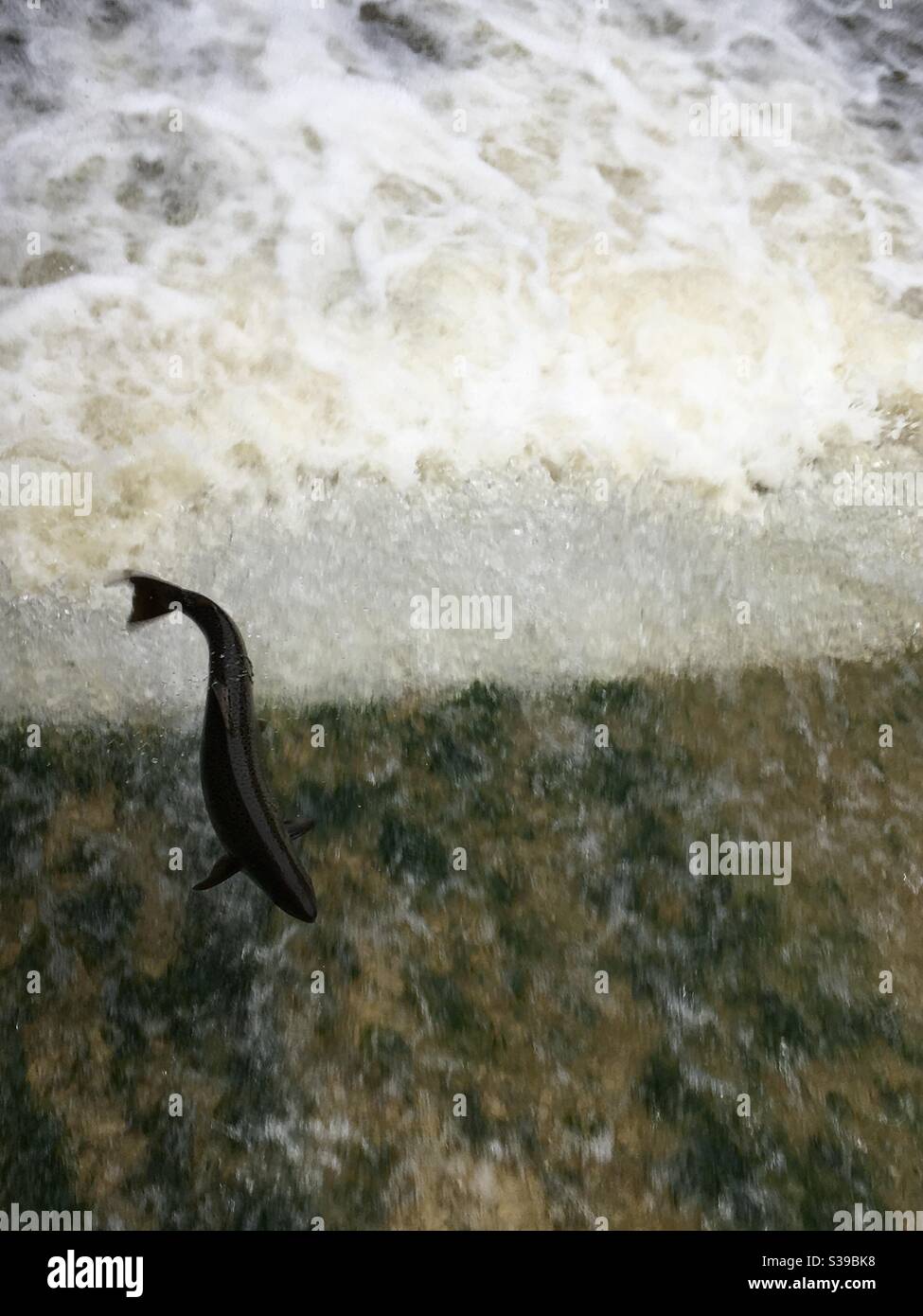 Fish dam hi-res stock photography and images - Alamy