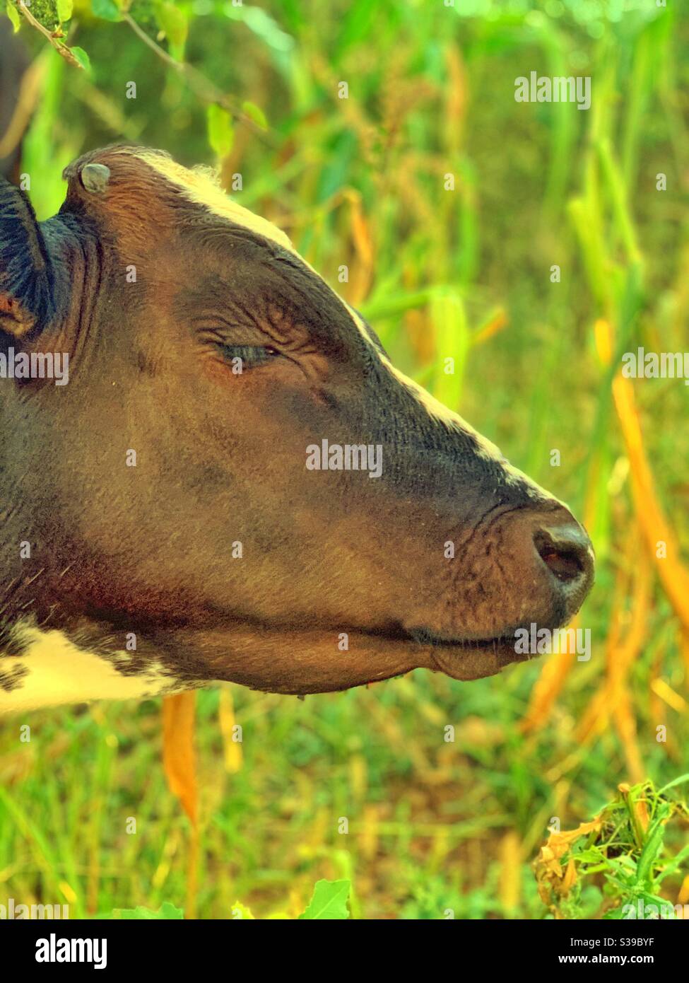 Big calf hi-res stock photography and images - Alamy