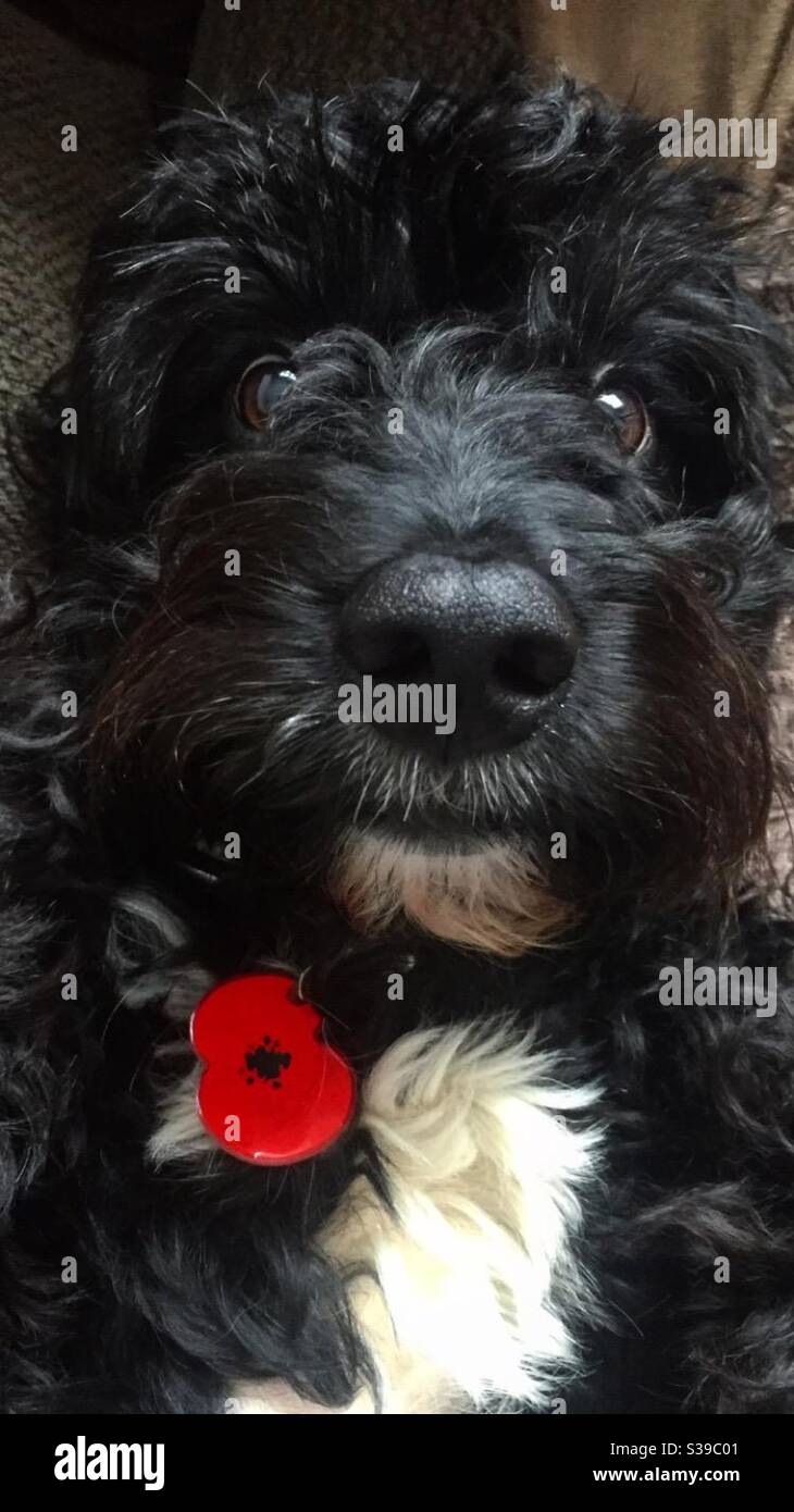 Cute black white cockapoo hi-res stock photography and images - Alamy