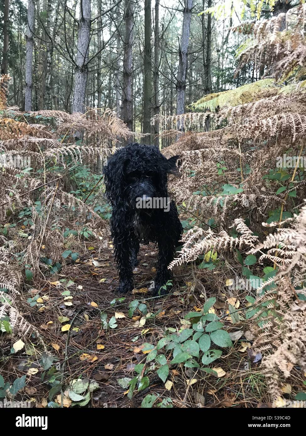 Exploring dogs hi-res stock photography and images - Alamy