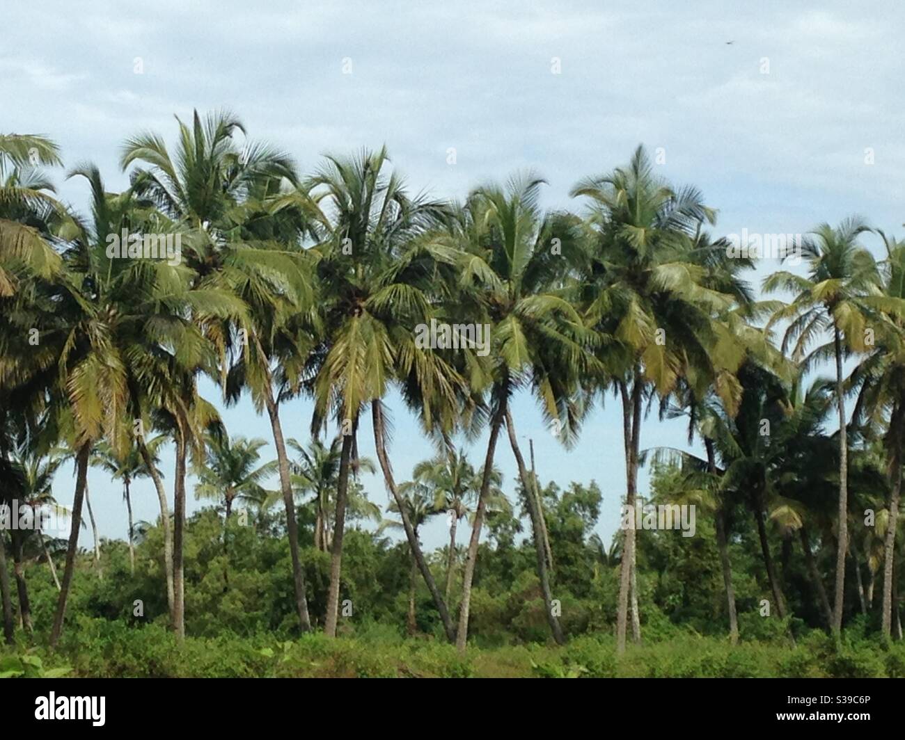 Coconut trees hi-res stock photography and images - Alamy