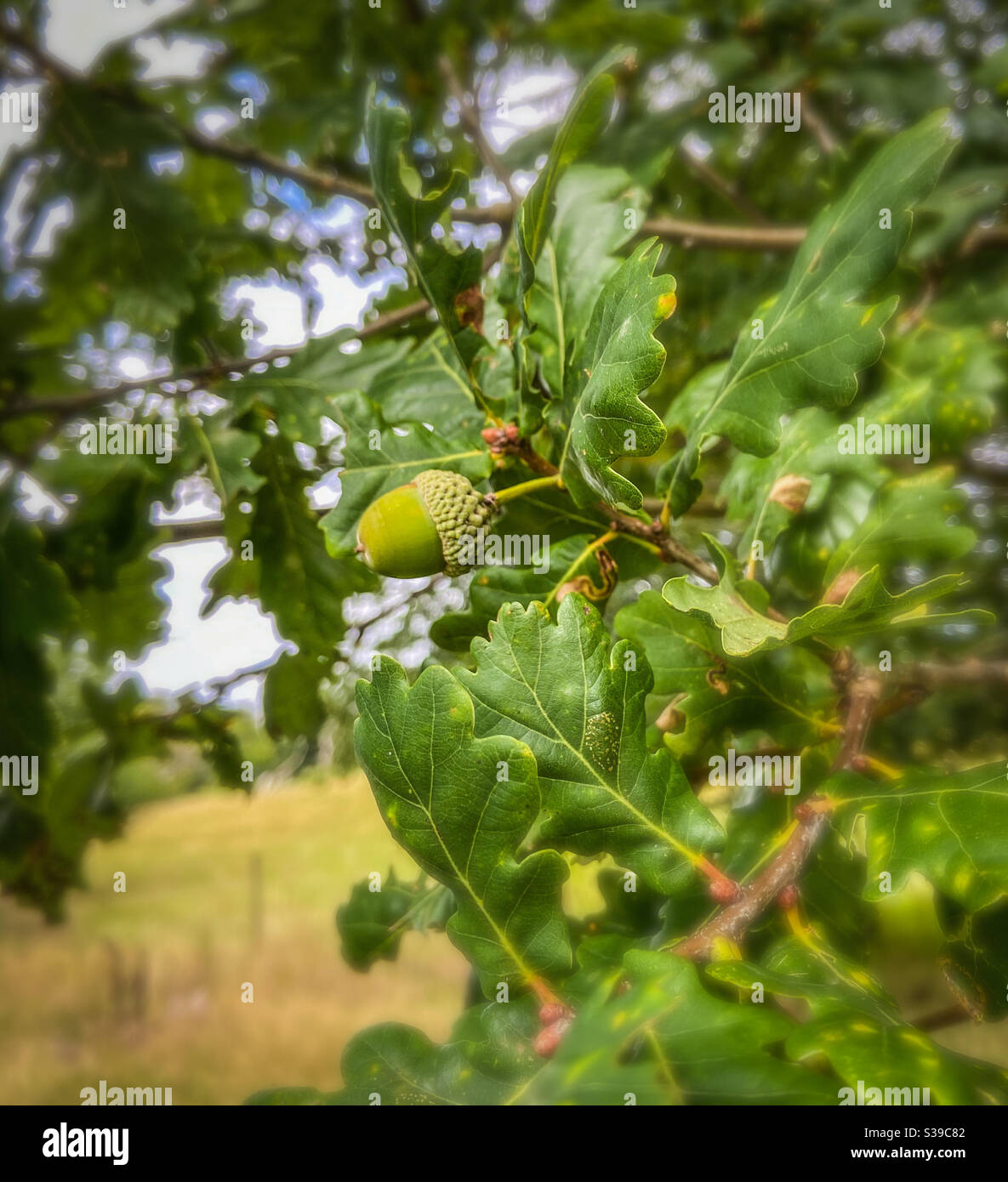 Acorns tree hi-res stock photography and images - Alamy