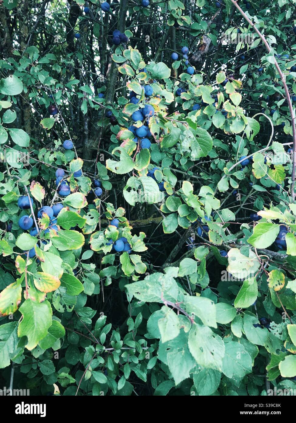 Leaves of fruit trees hi-res stock photography and images - Alamy