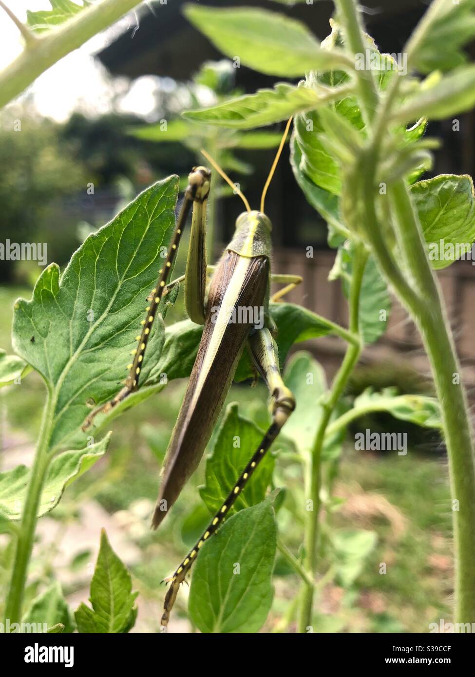 Life cycle of grasshopper hi-res stock photography and images - Alamy