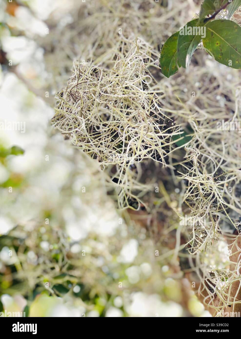 Deep south usa forest spooky hi-res stock photography and images - Alamy