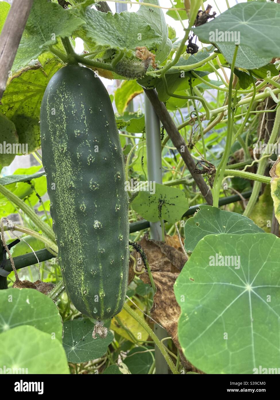 Cucumber on plant hi-res stock photography and images - Alamy