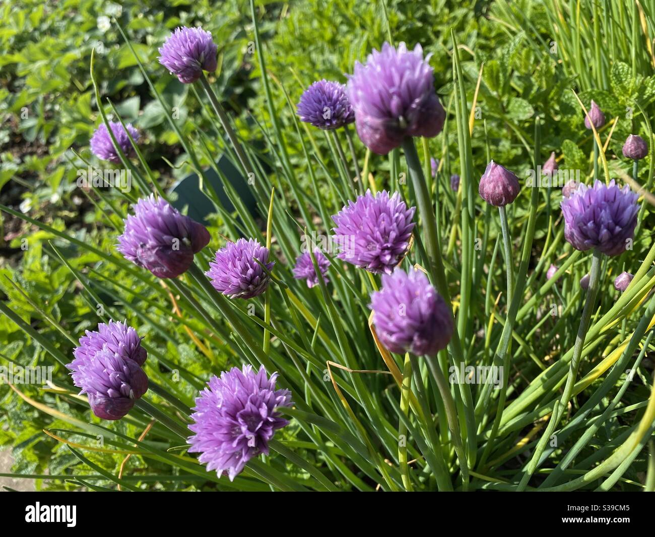 Beautiful Chives High Resolution Stock Photography and Images - Alamy
