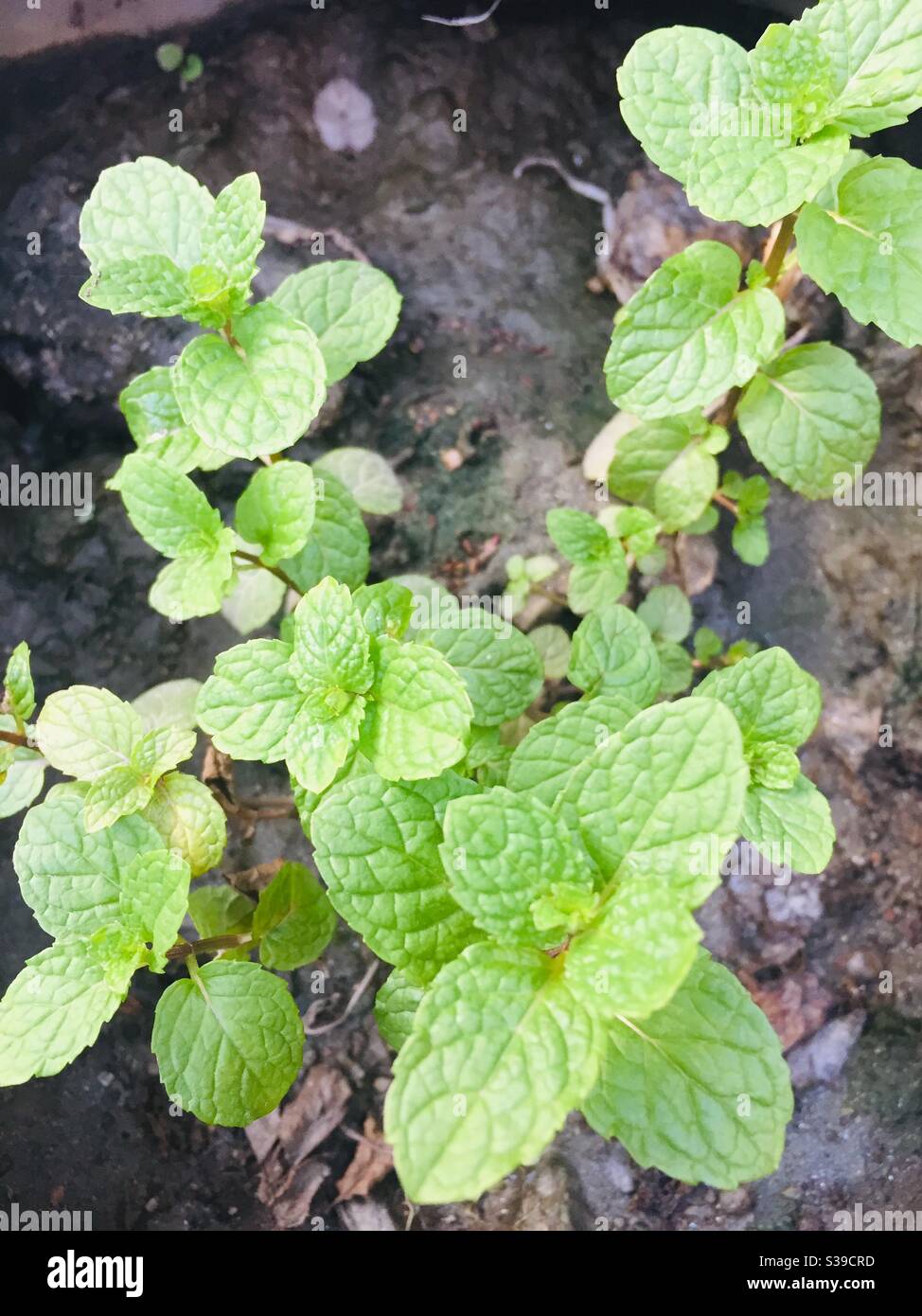 Baby mint hi-res stock photography and images - Alamy