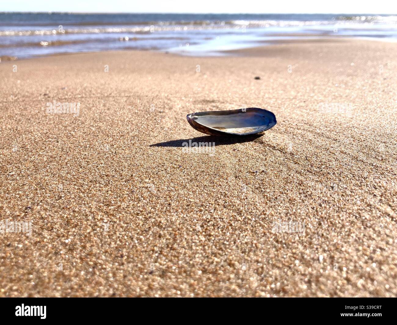 Mussel shell on sand hi-res stock photography and images - Alamy