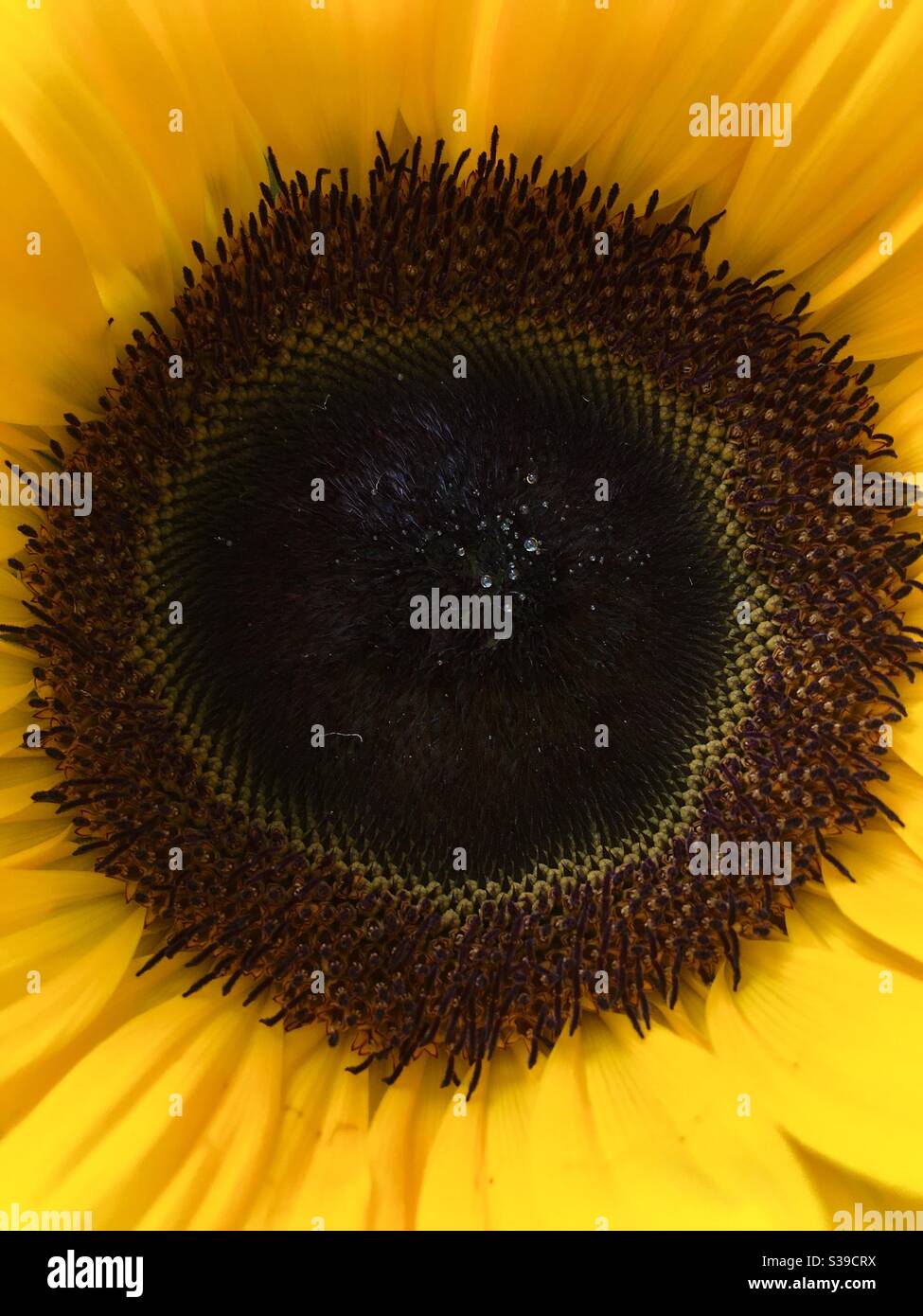 Centre of a sunflower Stock Photo - Alamy