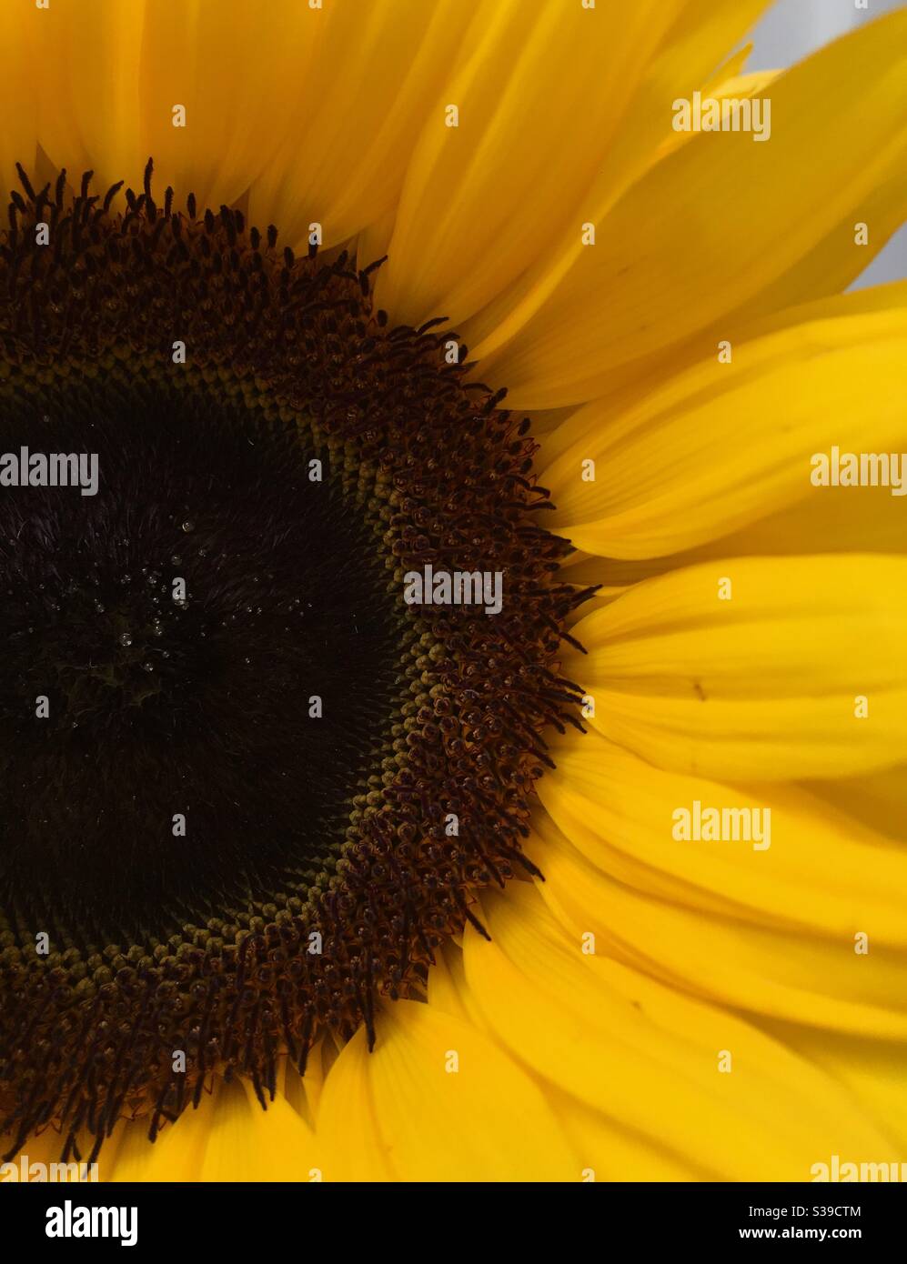 Sunflower head close up Stock Photo - Alamy