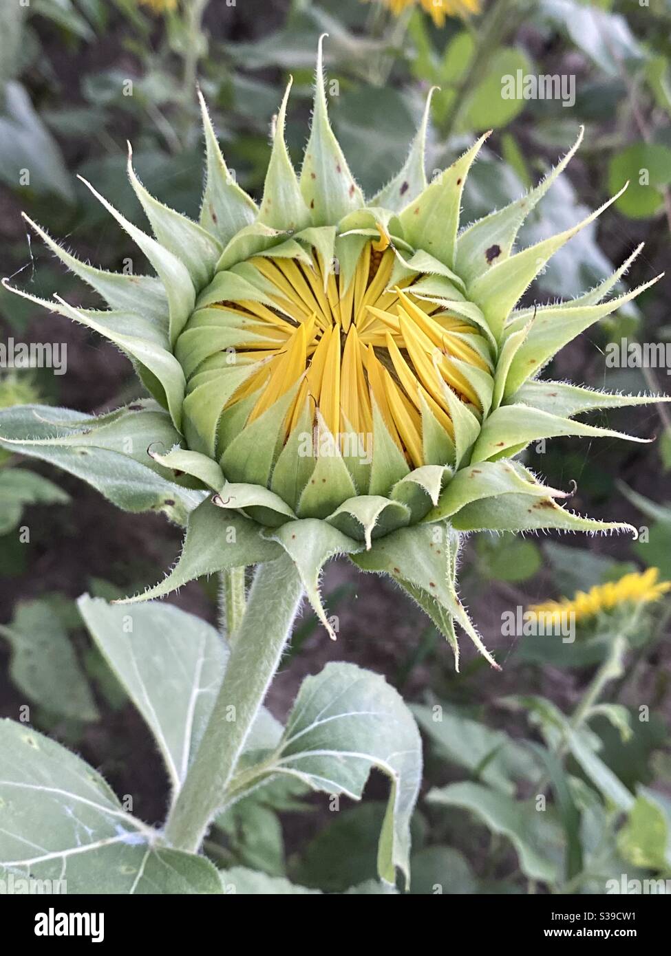 Details of the pod of a wild sunflower before it opens Stock Photo - Alamy
