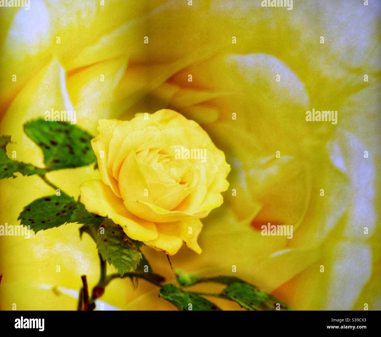 Rose art hi-res stock photography and images - Alamy