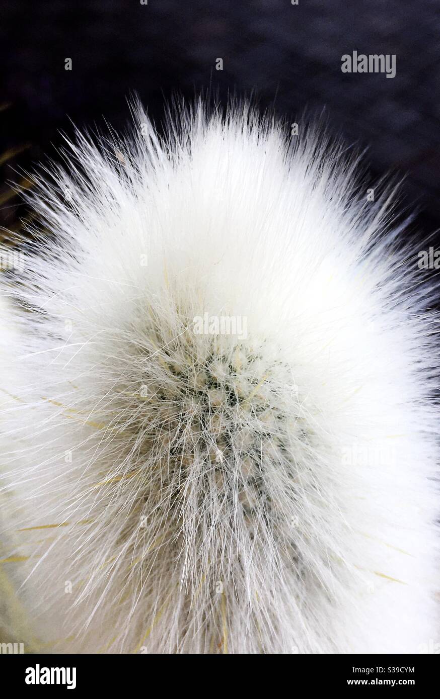 Fluffy white plants hi-res stock photography and images - Alamy