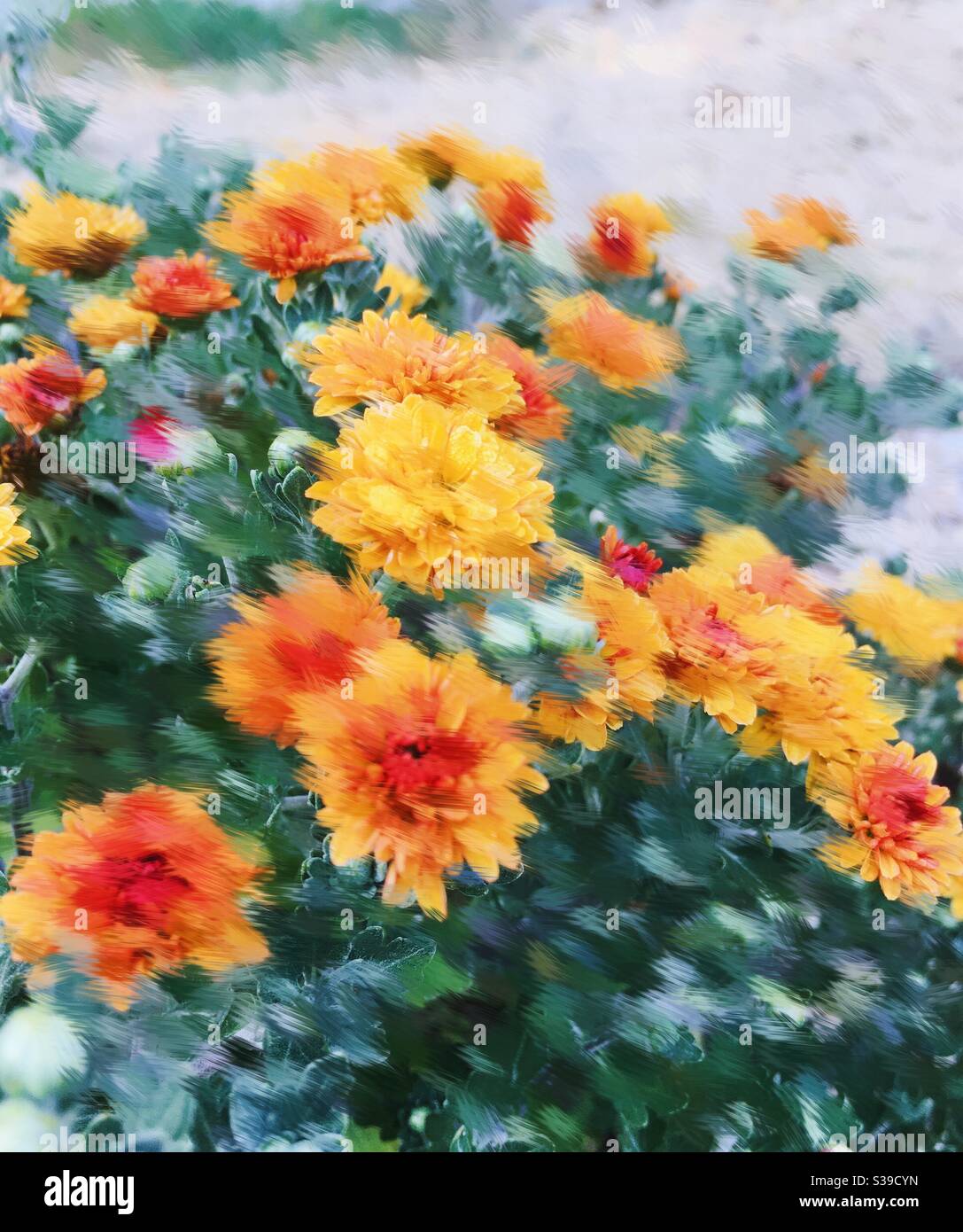 Mums flowers hi-res stock photography and images - Alamy