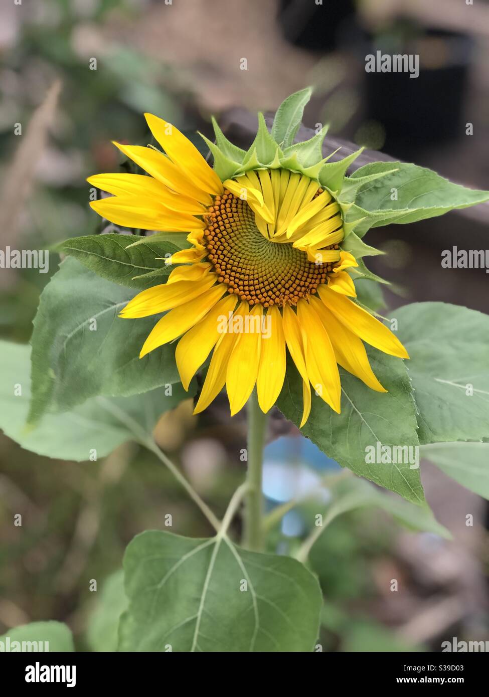 Winking wildlife hi-res stock photography and images - Alamy