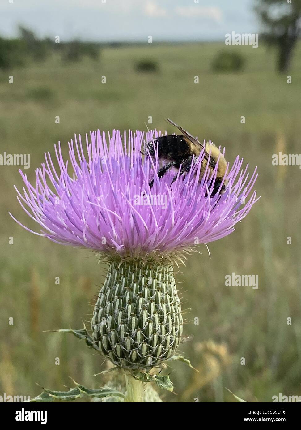 No bee hi-res stock photography and images - Alamy