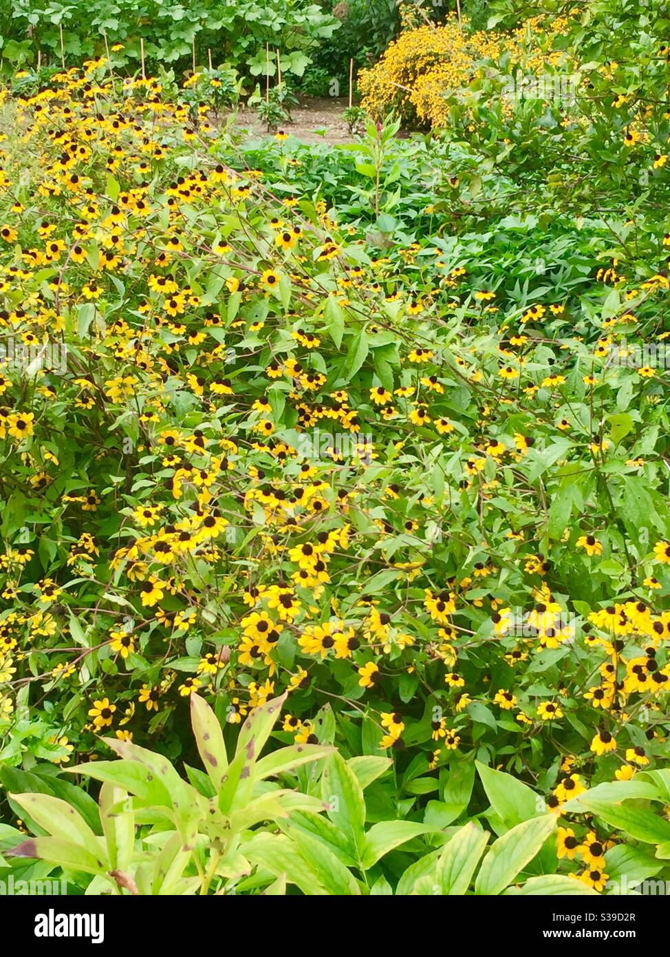 George daisy hi-res stock photography and images - Alamy