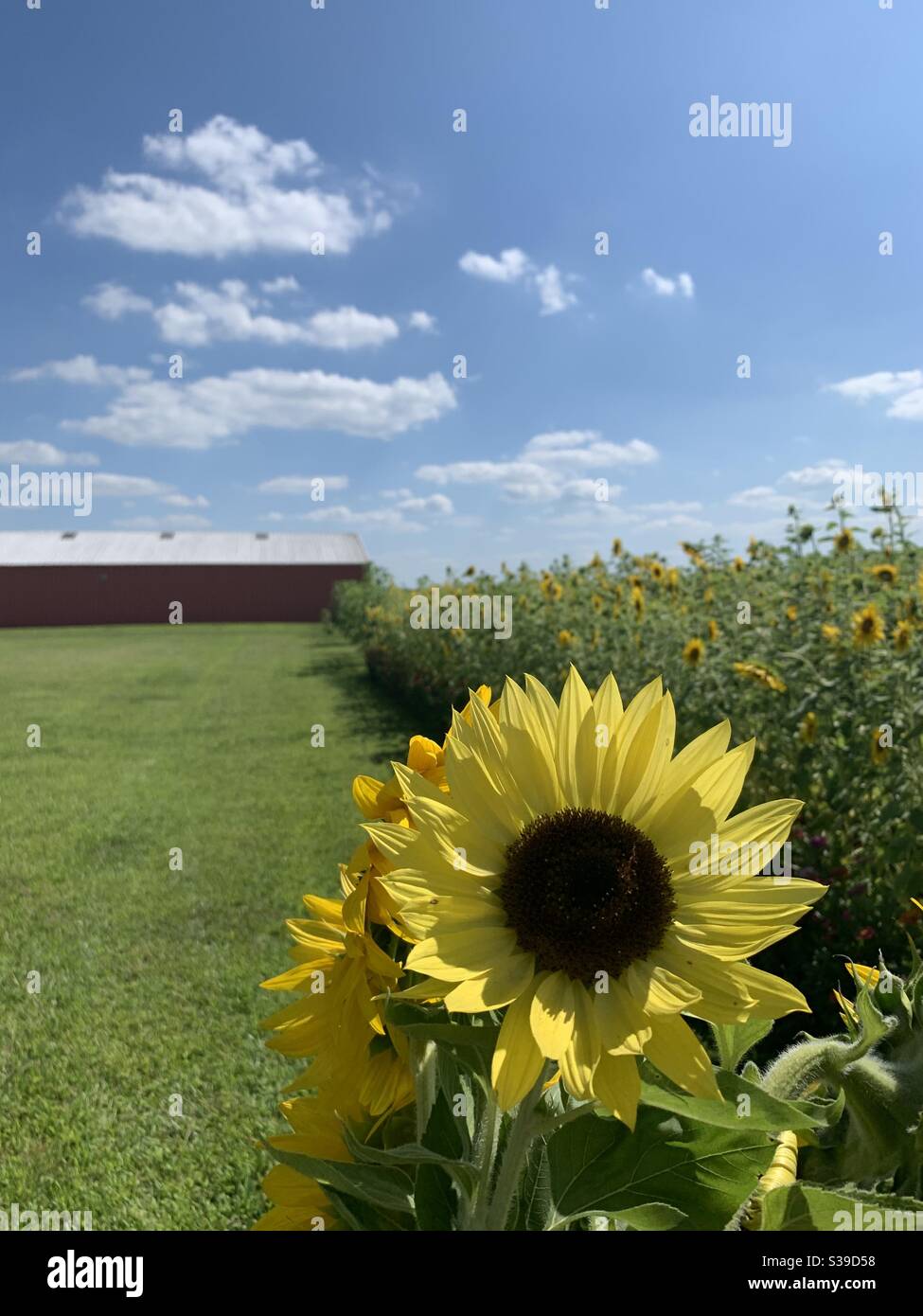 Sunflowers and grass hi-res stock photography and images - Alamy
