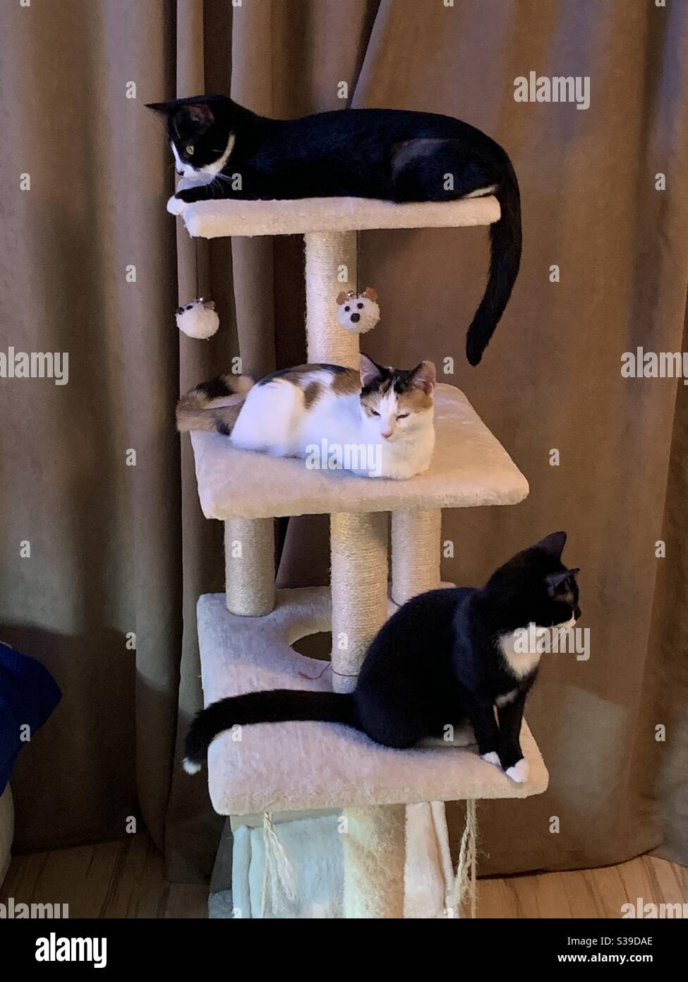 Cat trio hi-res stock photography and images - Alamy