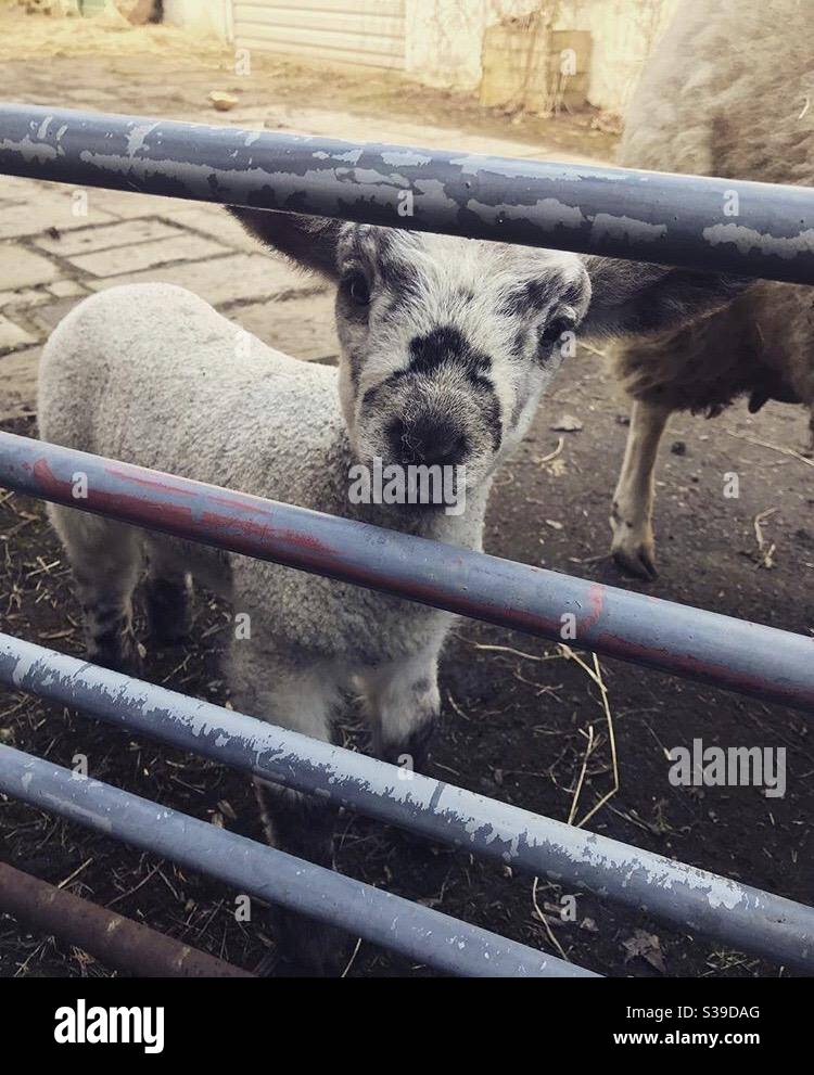 Intruding hi-res stock photography and images - Alamy